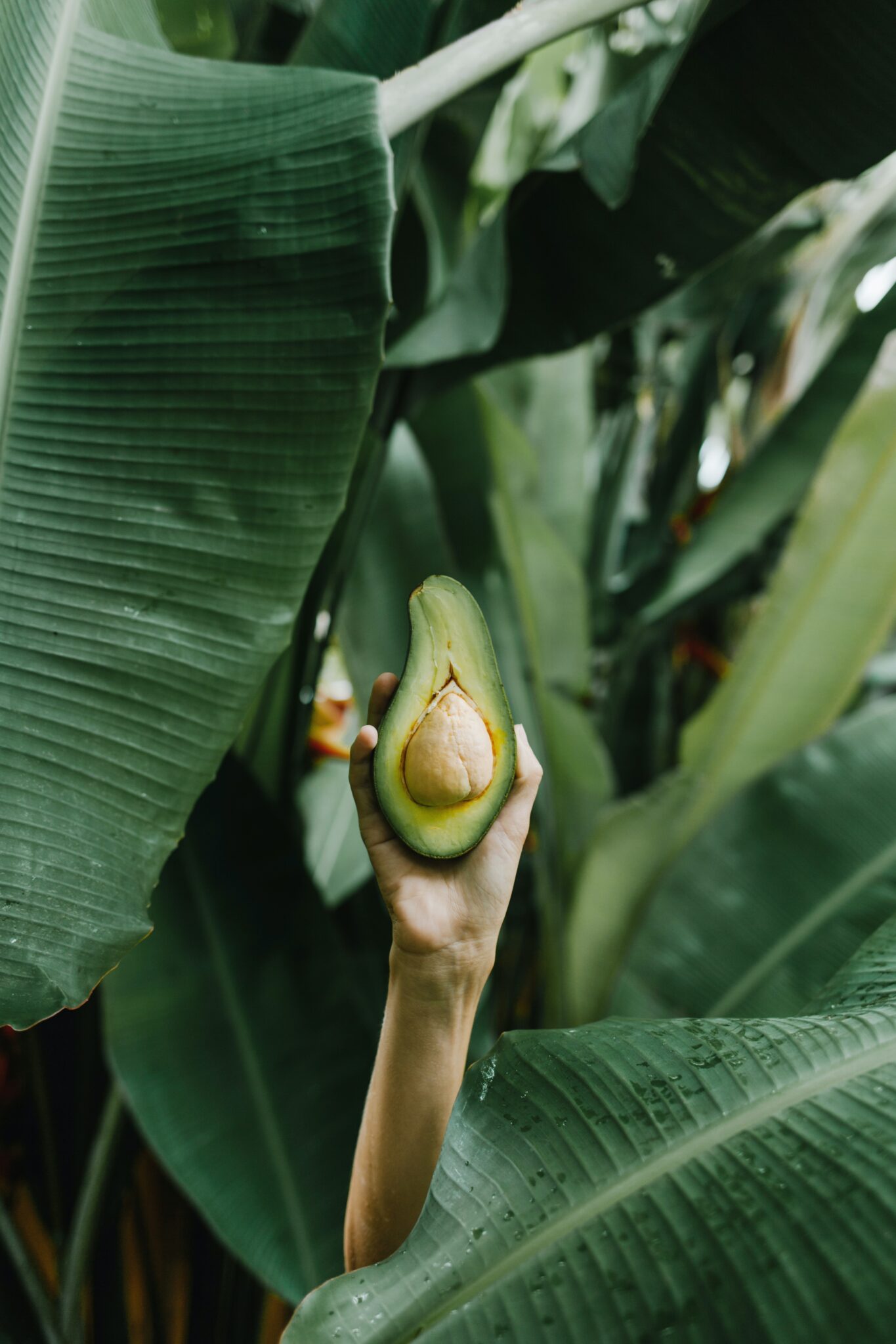 AVOCADO PLANTATION PROJECT – Kodaiagriorg